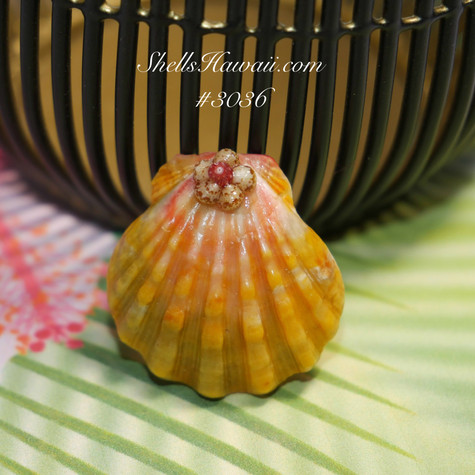 25 mm light yellow and light green and pink Sunrise shell from Hawaii ...