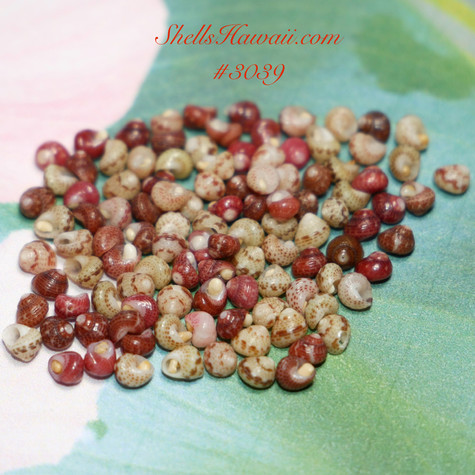 100 pcs Pupu Niihau Kahelelani shells supply| Hawaiian seashells| Nihau ...