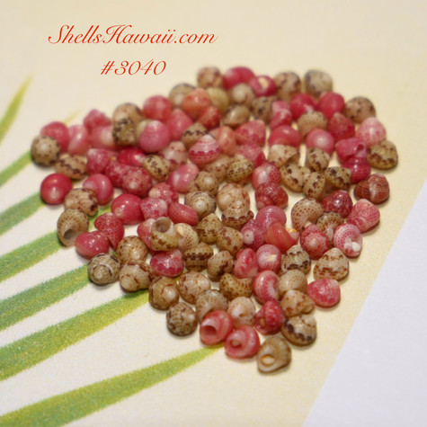 100 pcs Pupu Niihau pink & green Kahelelani shells supply| Hawaiian ...