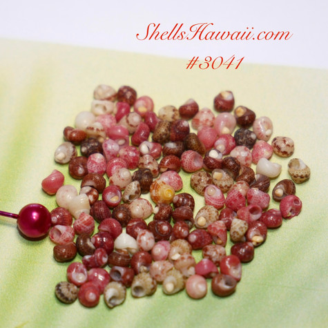 100 pcs Pupu Niihau pink & green Kahelelani shells supply| Hawaiian ...