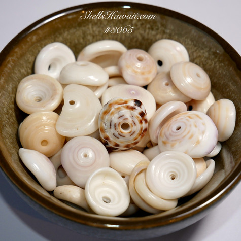 50 pcs large size Hawaiian Puka shells supply #3065