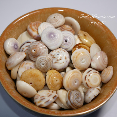 50 pcs large size Hawaiian Puka shells supply