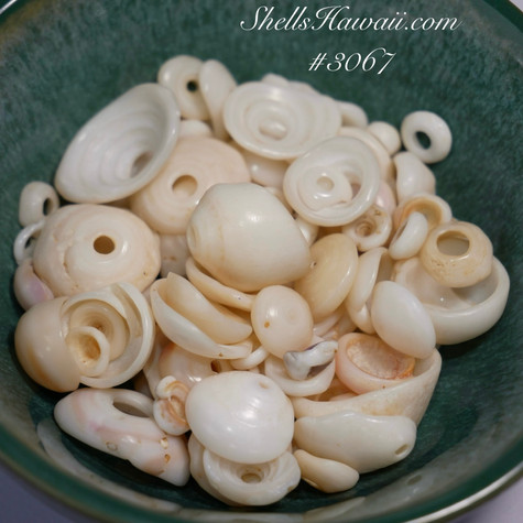 50 pcs large size Hawaiian Puka shells supply
