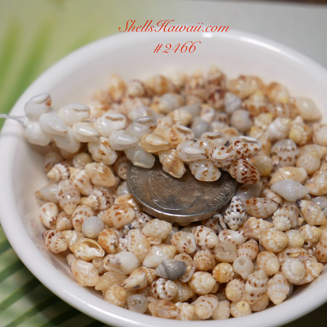 2" Niihau shell earrings made Momi shells #3104