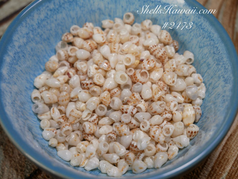 300 pcs Genuine Momi Shells from Hawaiʻi Loose Shell Supply #2473 ...