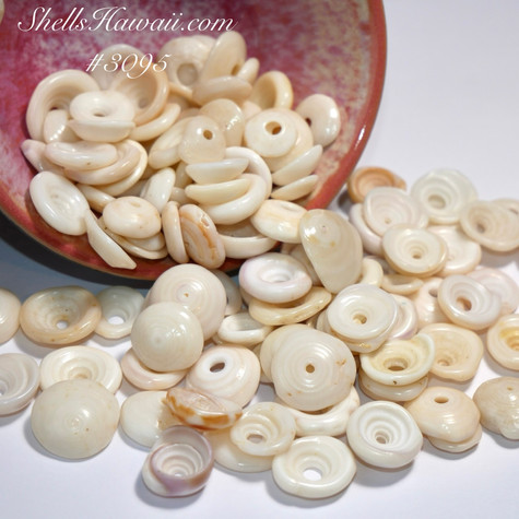 50 pcs large size Hawaiian Puka shells supply