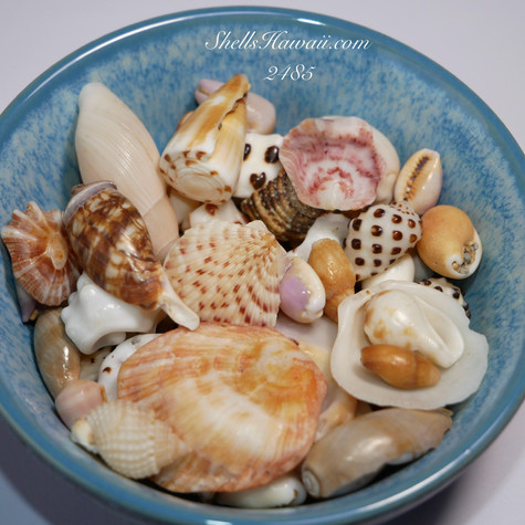 50 pcs large size Hawaiian Puka shells supply