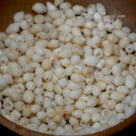 300 pcs Loose Momi Shells Supply from Hawaiʻi (B Grade) #2802