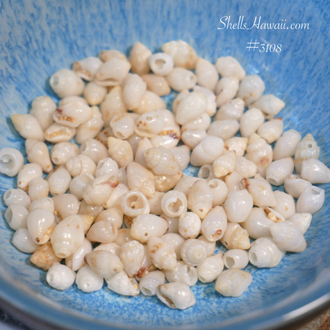 100 pcs Unpoked Momi Shells – B–C Grade Off-White Loose Shell Supply