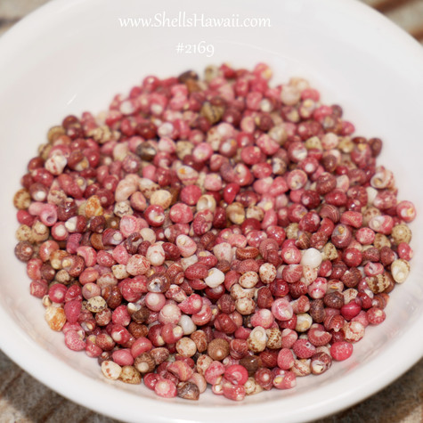 600 pcs Genuine Kahelelani Shells from Niʻihau – Size 11 Small Mixed ...