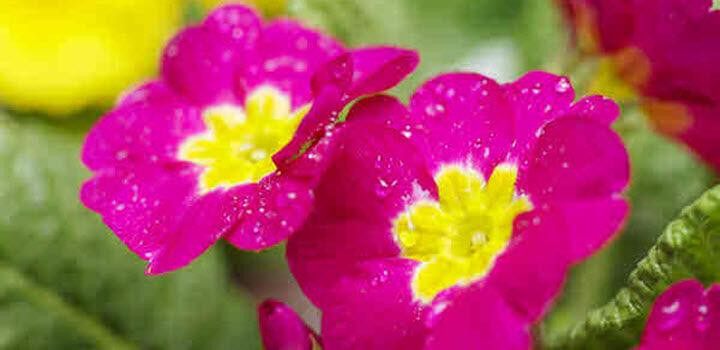 Early Spring Planting - Grange Co-op