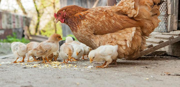 Caring for Baby Chickens - Grange Co-op