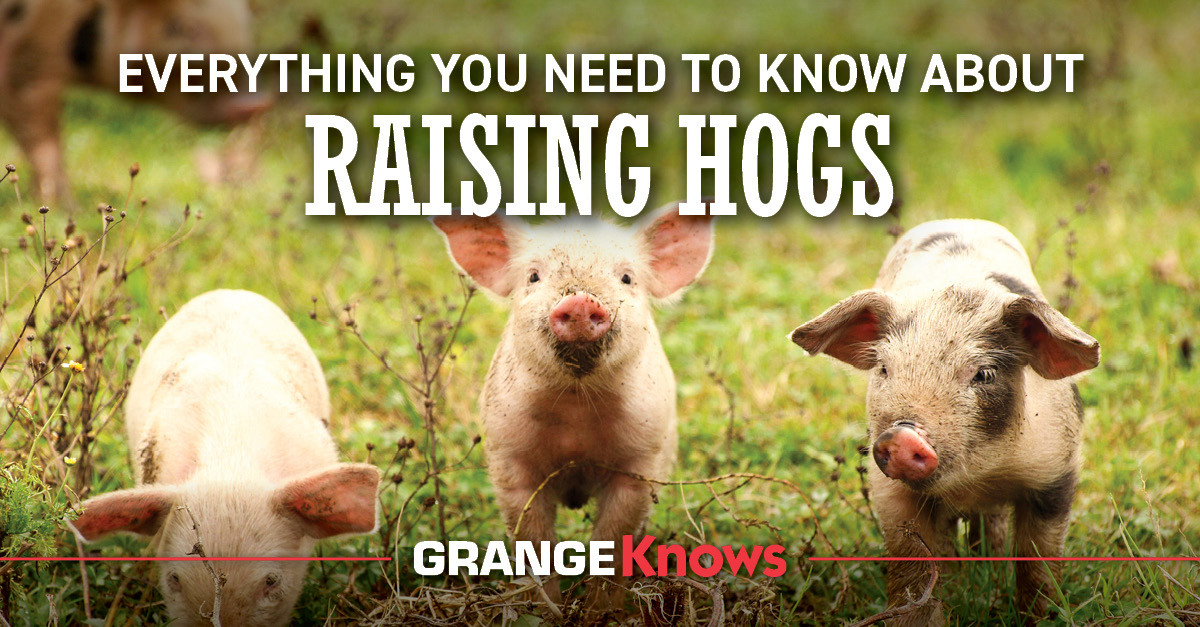 Everything You Need to Know About Raising Hogs - Grange Co-op