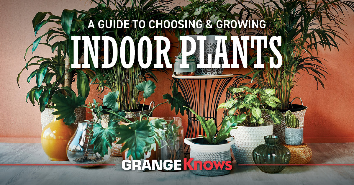 A Guide to Choosing and Growing Indoor Plants - Grange Co-op