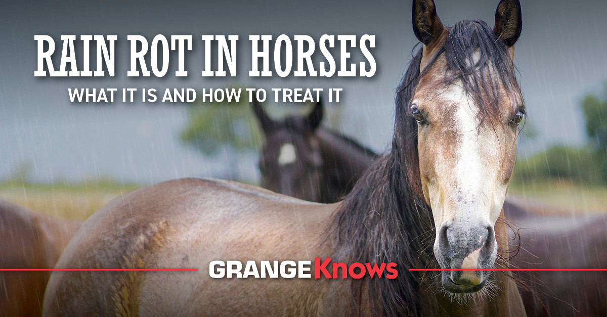 Rain Rot in Horses — What It Is and How to Treat It - Grange Co-op