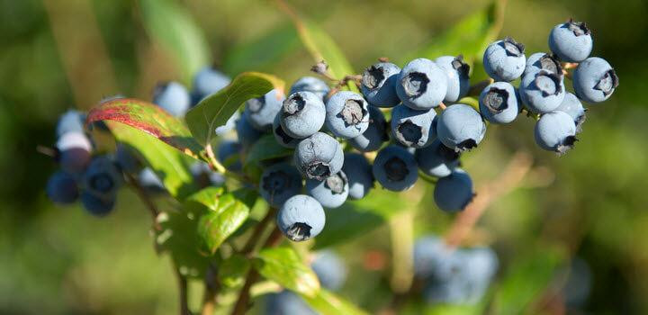 Starting Right with Blueberries - Grange Co-op