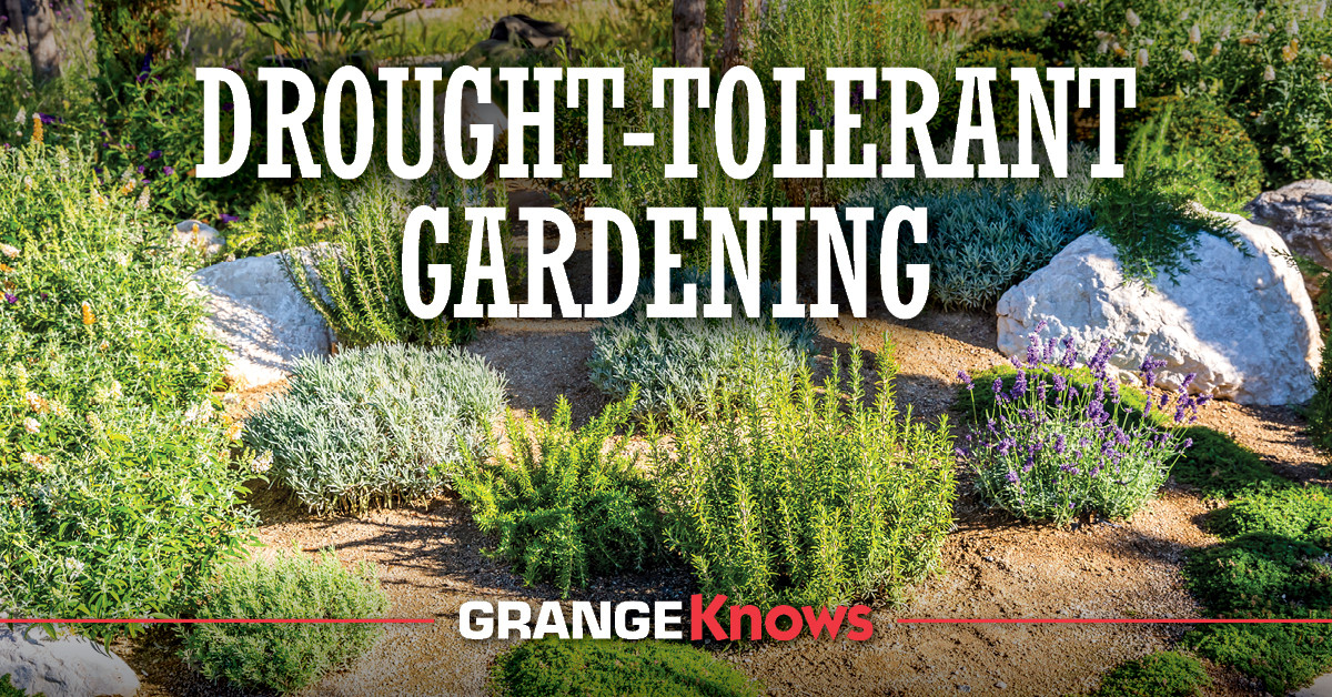 Drought Tolerant Gardening - Grange Co-op