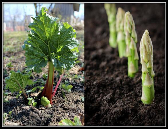 Asparagus & Rhubarb - Grange Co-op