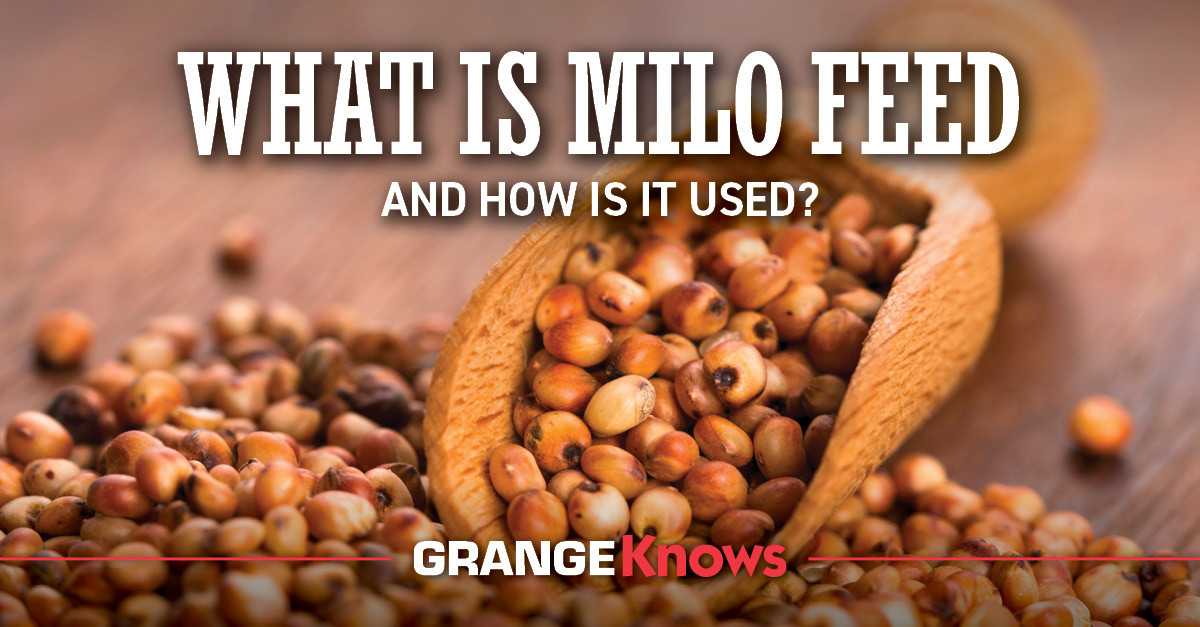 What Is Milo Feed, and How Is It Used? - Grange Co-op