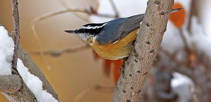 Red-Breasted Nuthatch - Grange Co-op