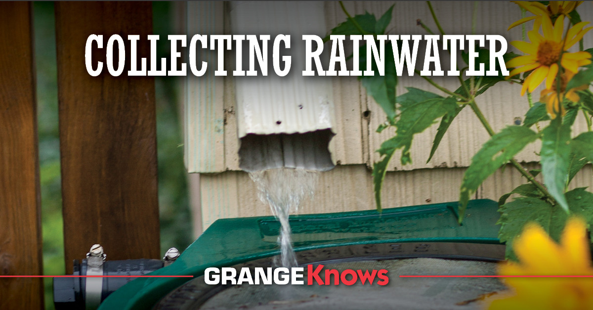 Collecting Rainwater - Grange Co-op