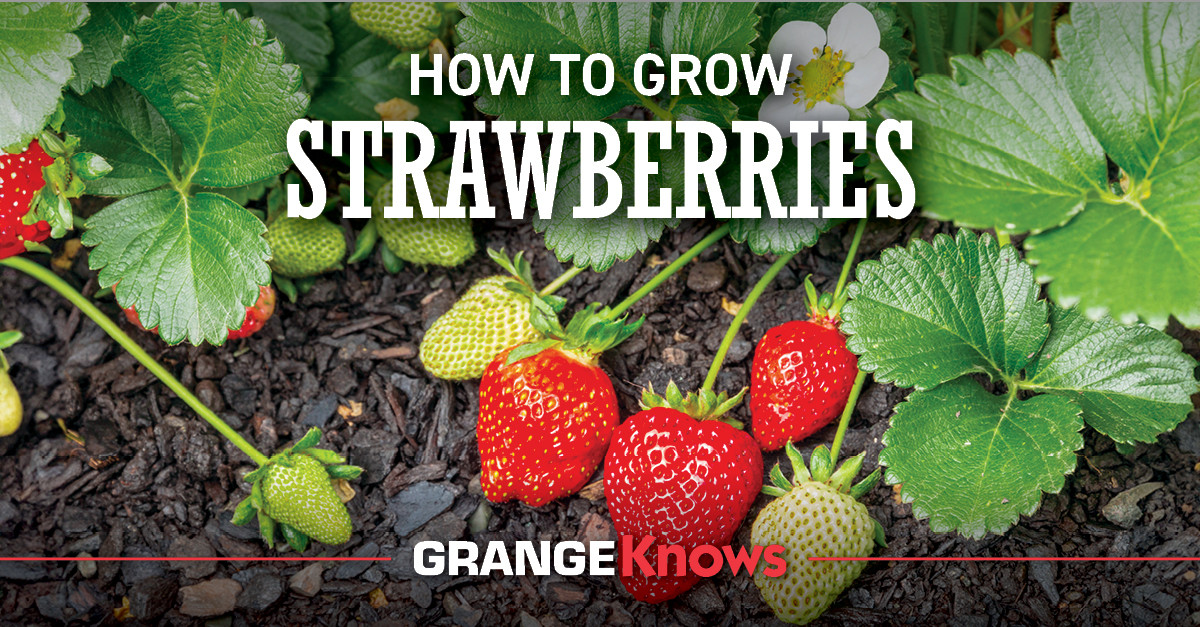 How to Grow Strawberries - Grange Co-op