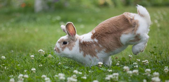 Rabbits - Grange Co-op