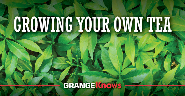Growing Your Own Tea - Grange Co-op