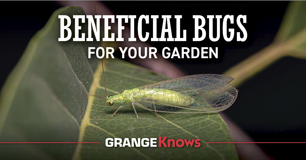 Beneficial Bugs for Your Garden - Grange Co-op