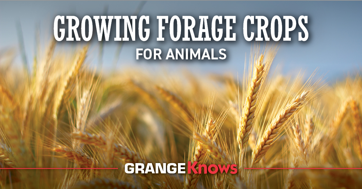 Growing Forage Crops for Animals - Grange Co-op