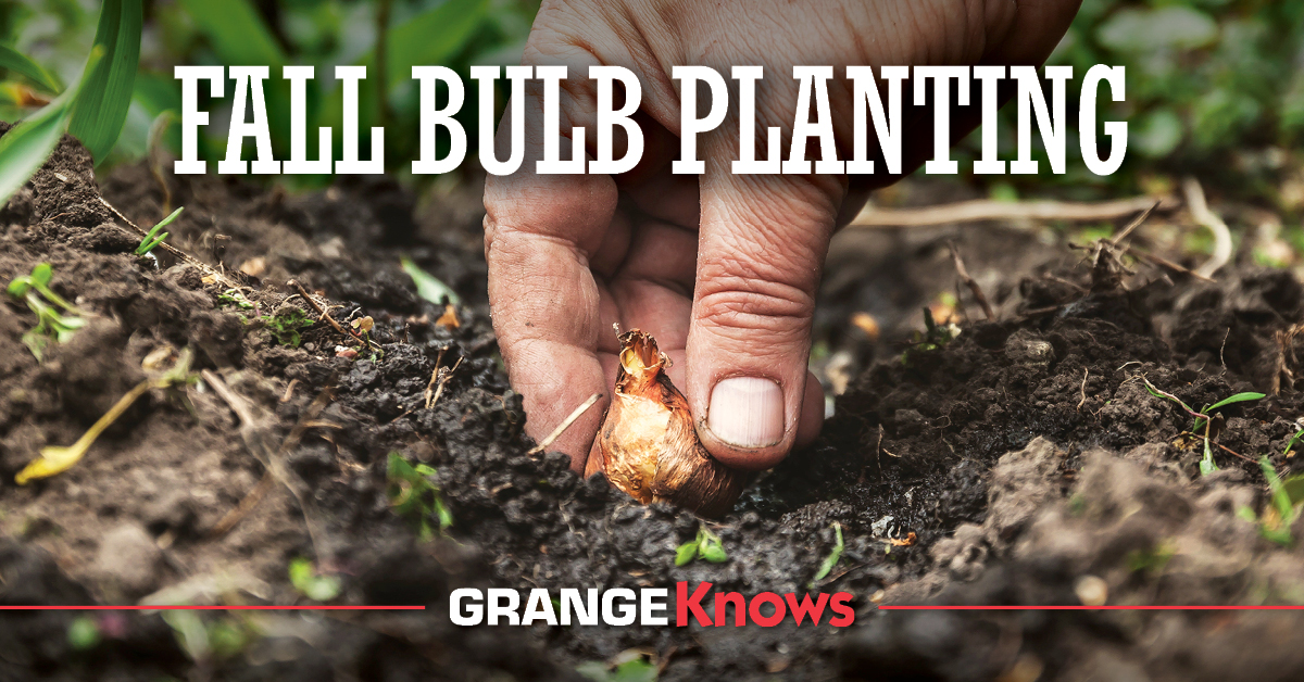 Fall Bulb Planting - Grange Co-op