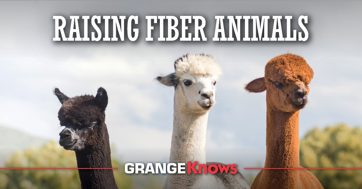 Raising Fiber Animals - Grange Co-op