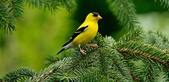 American Goldfinch - Grange Co-op