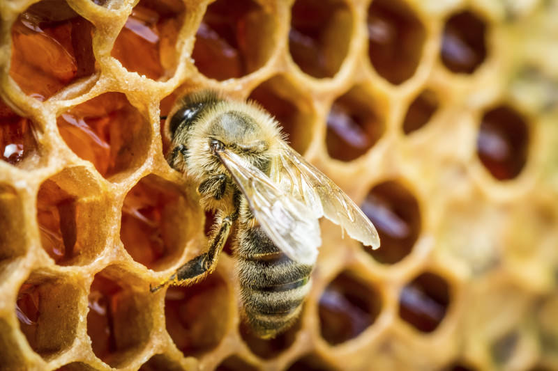 The Beginner’s Guide to Beekeeping - Grange Co-op