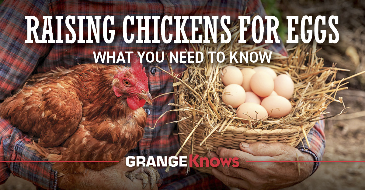 Raising Chickens for Eggs: What You Need to Know - Grange Co-op