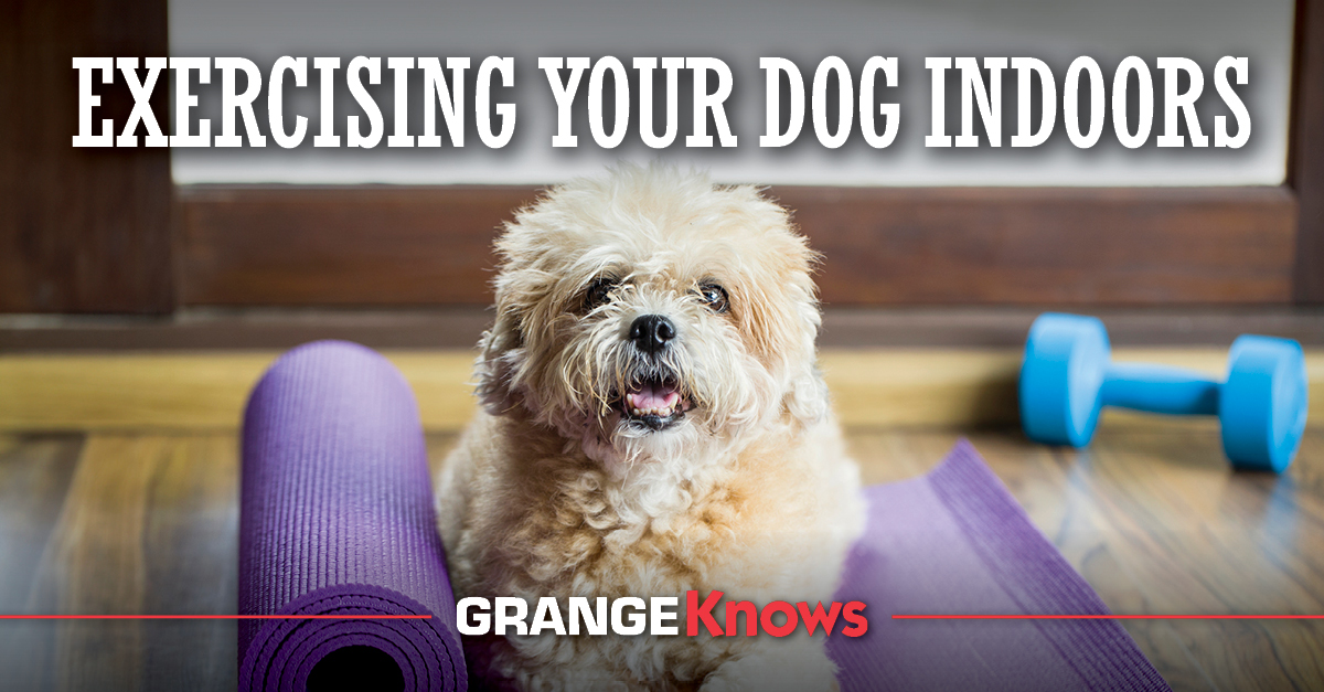 Exercising Your Dog Indoors - Grange Co-op