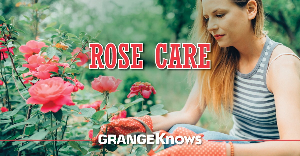 Rose Care Tips for Beautiful Blooms - Grange Co-op