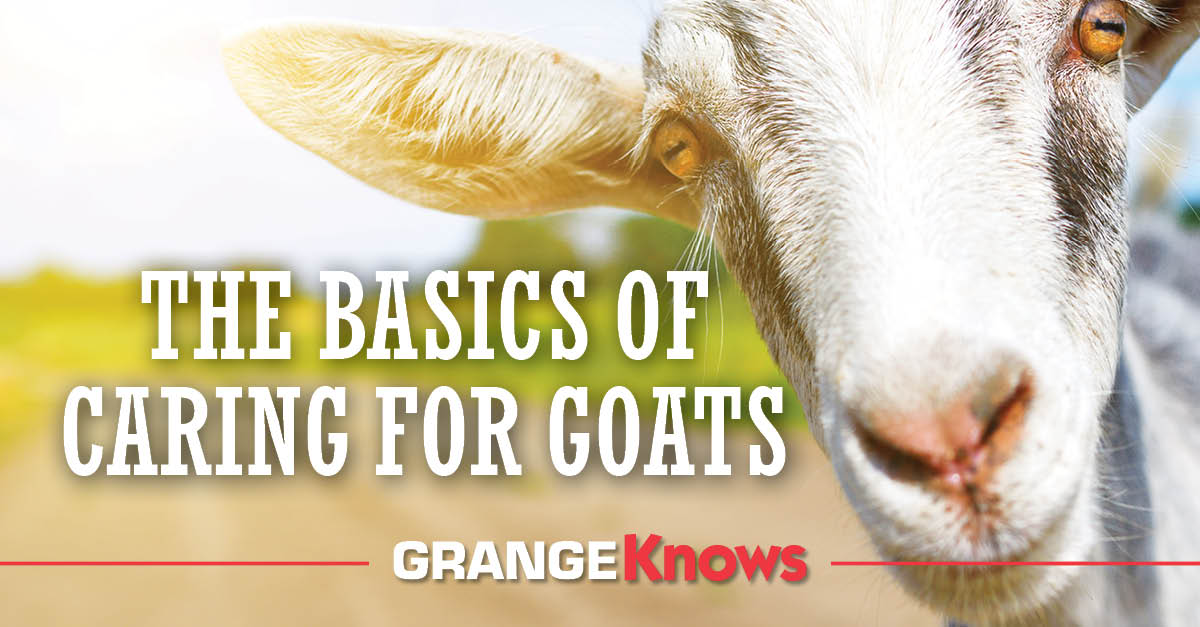 The Basics of Caring for Goats - Grange Co-op