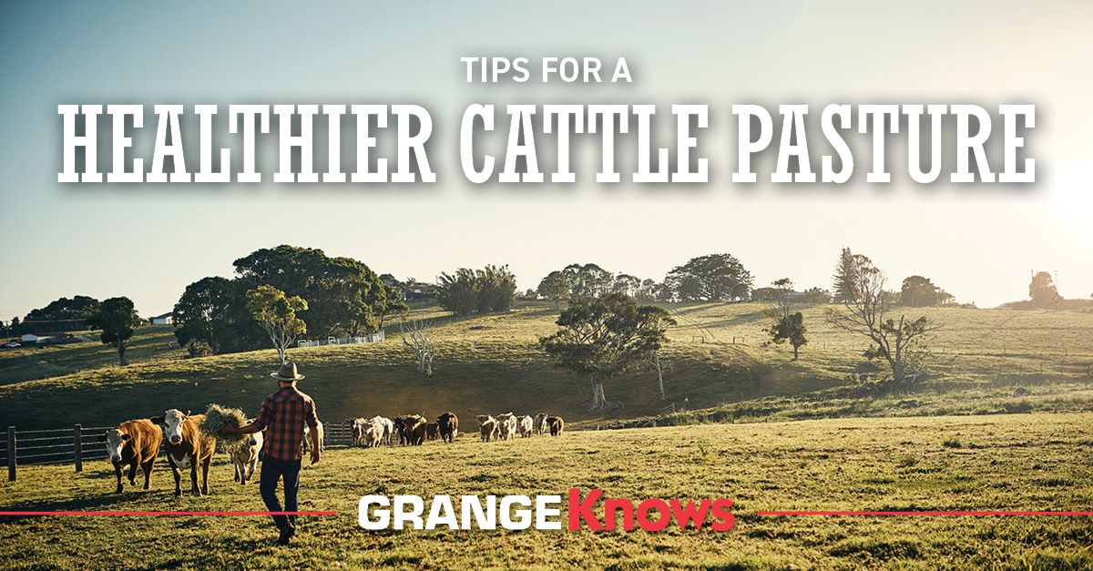 Tips for a Healthier Cattle Pasture - Grange Co-op