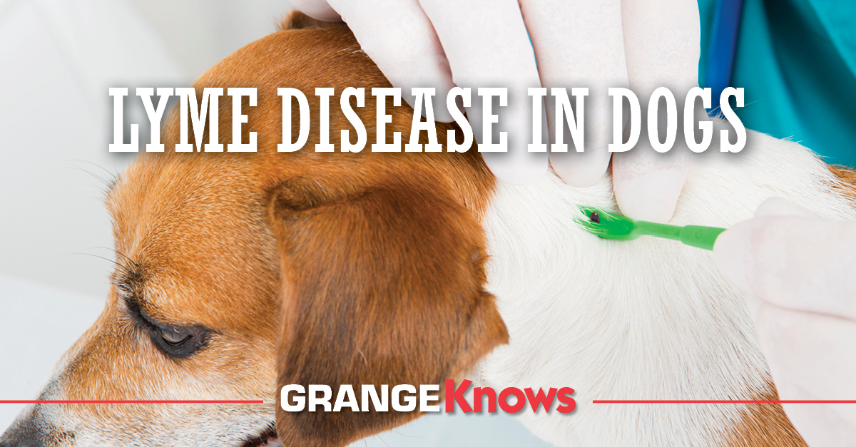 Lyme Disease In Dogs - Grange Co-op