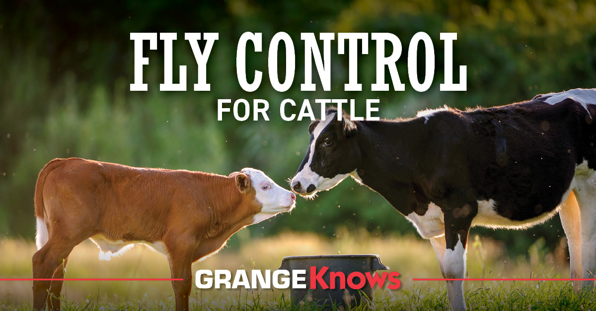 Fly Control for Cattle - Grange Co-op