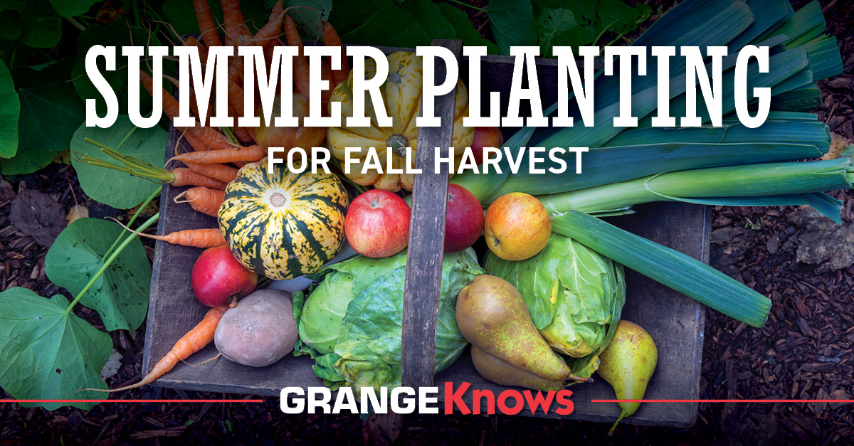 Summer Planting for Fall Harvest - Grange Co-op