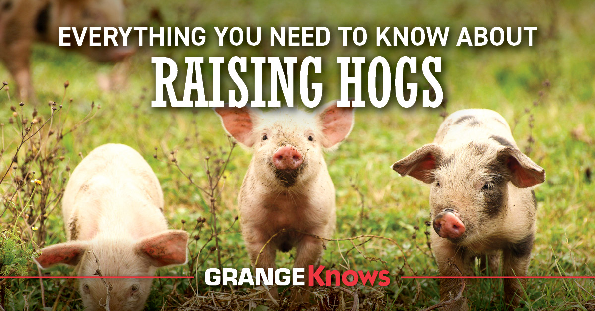 Everything You Need to Know About Raising Hogs - Grange Co-op