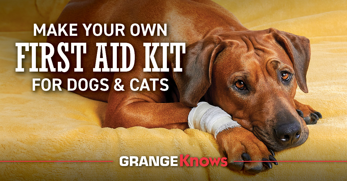 Make Your Own First Aid Kit for Dogs and Cats - Grange Co-op