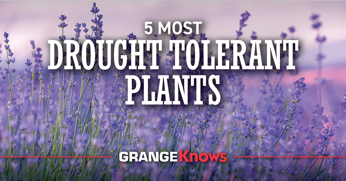 5 Most Drought Tolerant Plants - Grange Co-op
