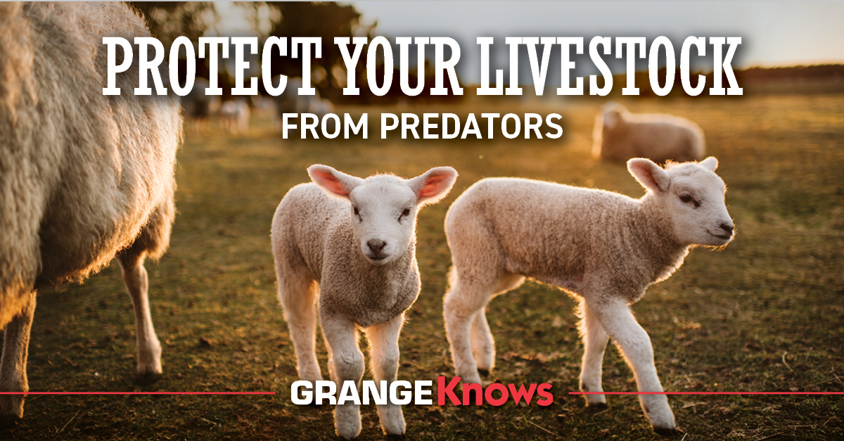 Protect Your Livestock from Predators - Grange Co-op