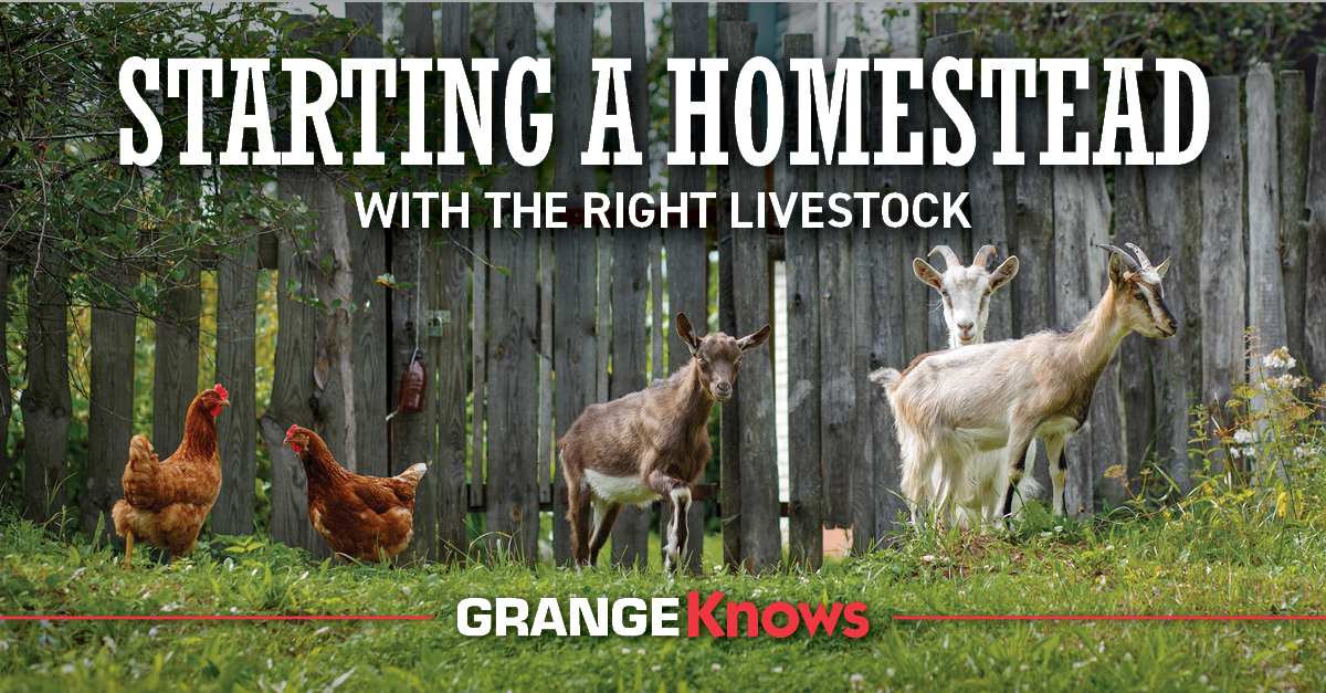 Starting a Homestead with the Right Livestock - Grange Co-op