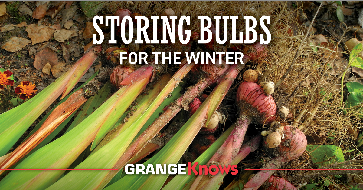 Storing Bulbs for the Winter - Grange Co-op