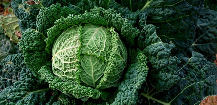 Harvesting Cold Weather Crops - Grange Co-op