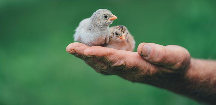 How to Raise Your Baby Guineas - Grange Co-op